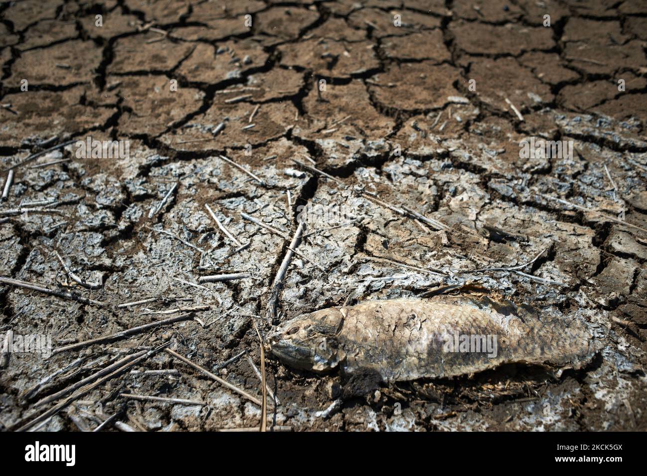Oxygen fish dead zone hi-res stock photography and images - Alamy