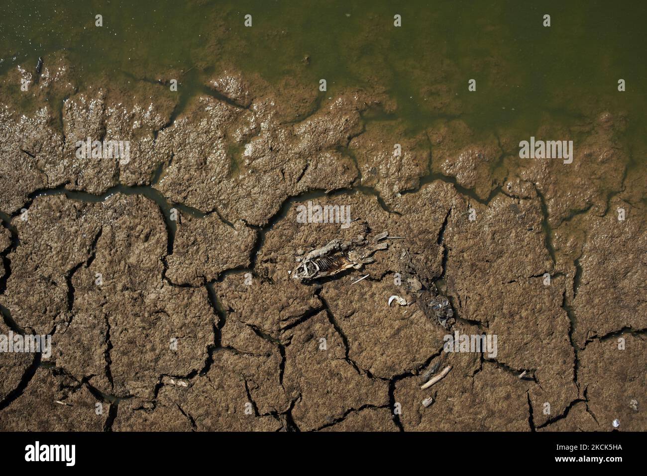 Oxygen fish dead zone hi-res stock photography and images - Alamy