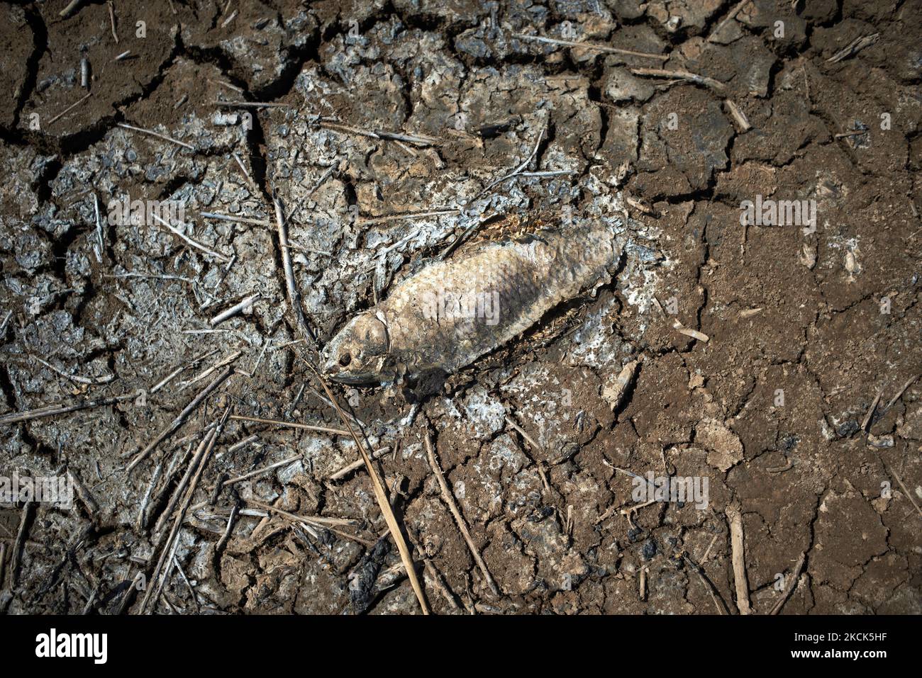 Oxygen fish dead zone hi-res stock photography and images - Alamy
