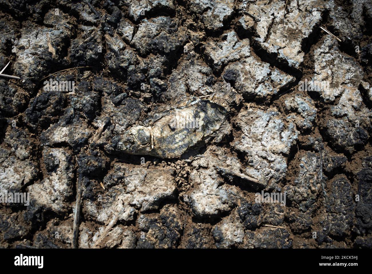 Oxygen fish dead zone hi-res stock photography and images - Alamy