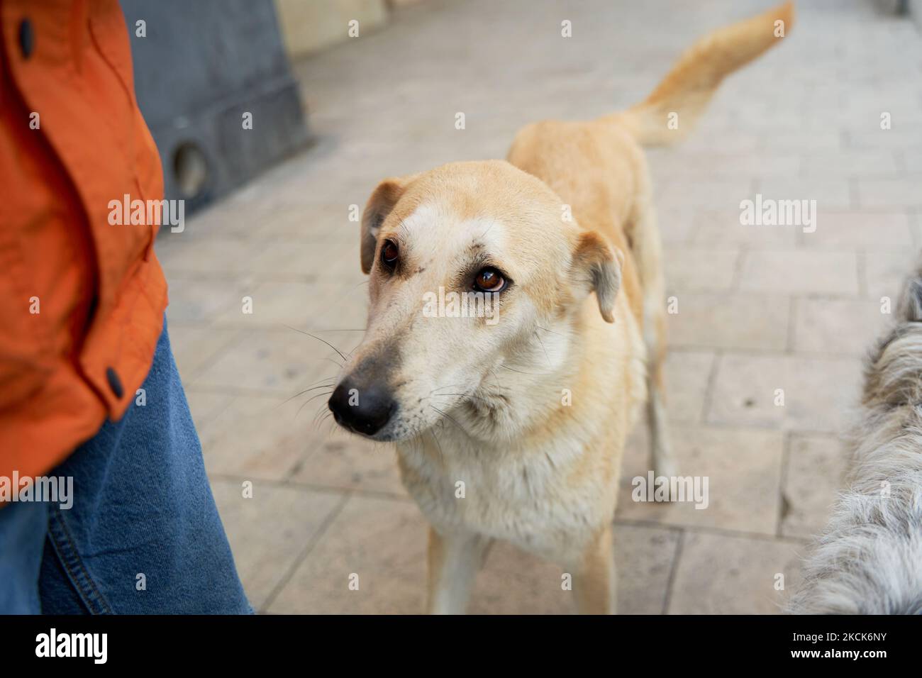 Stray dogs ask for attention on the street from people Stock Photo - Alamy