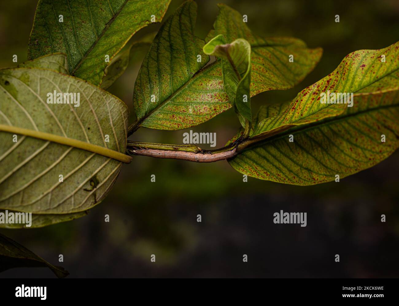 Castor semi looper moth hi-res stock photography and images - Alamy