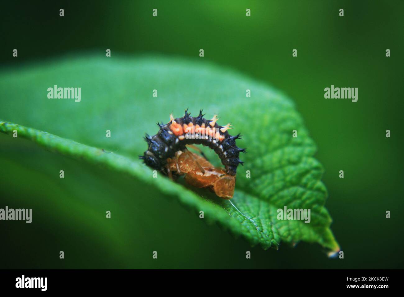 Ladybug larvae molting skin hi-res stock photography and images - Alamy