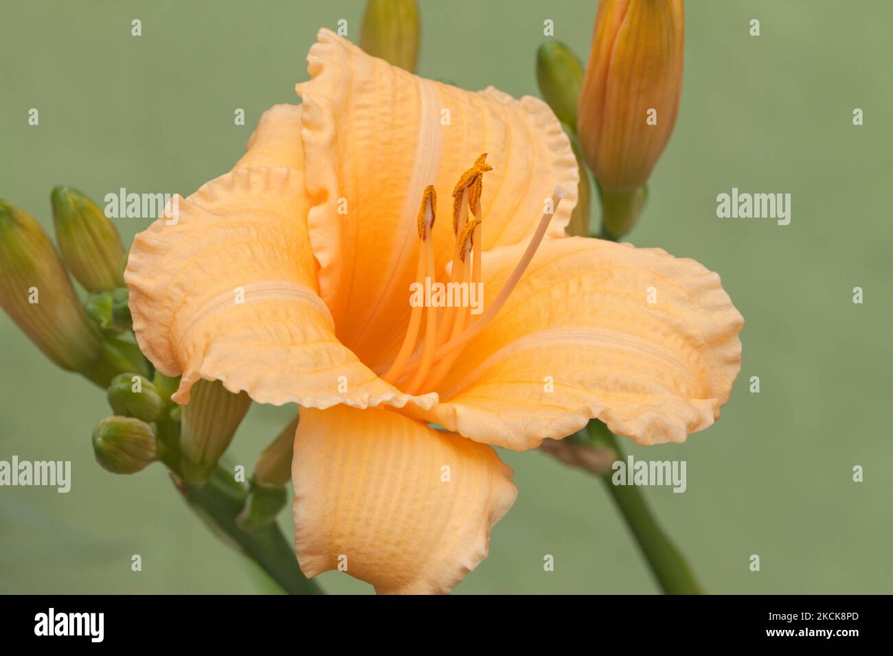 Hemerocallis "Bertie Ferris", Day Lily Stock Photo - Alamy