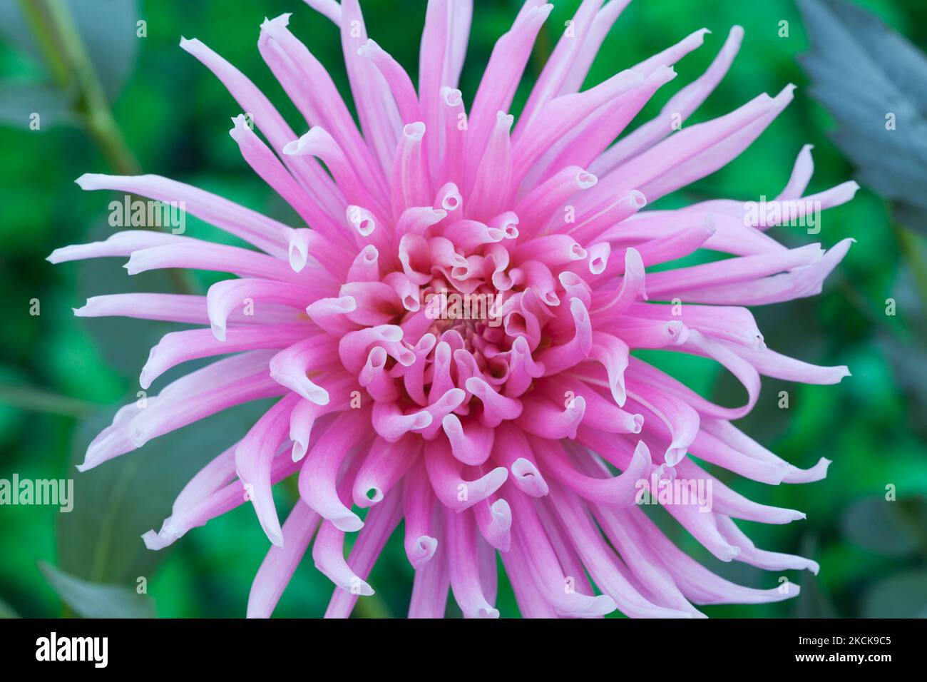 Dahlia "Park Princess", cactus type Stock Photo - Alamy