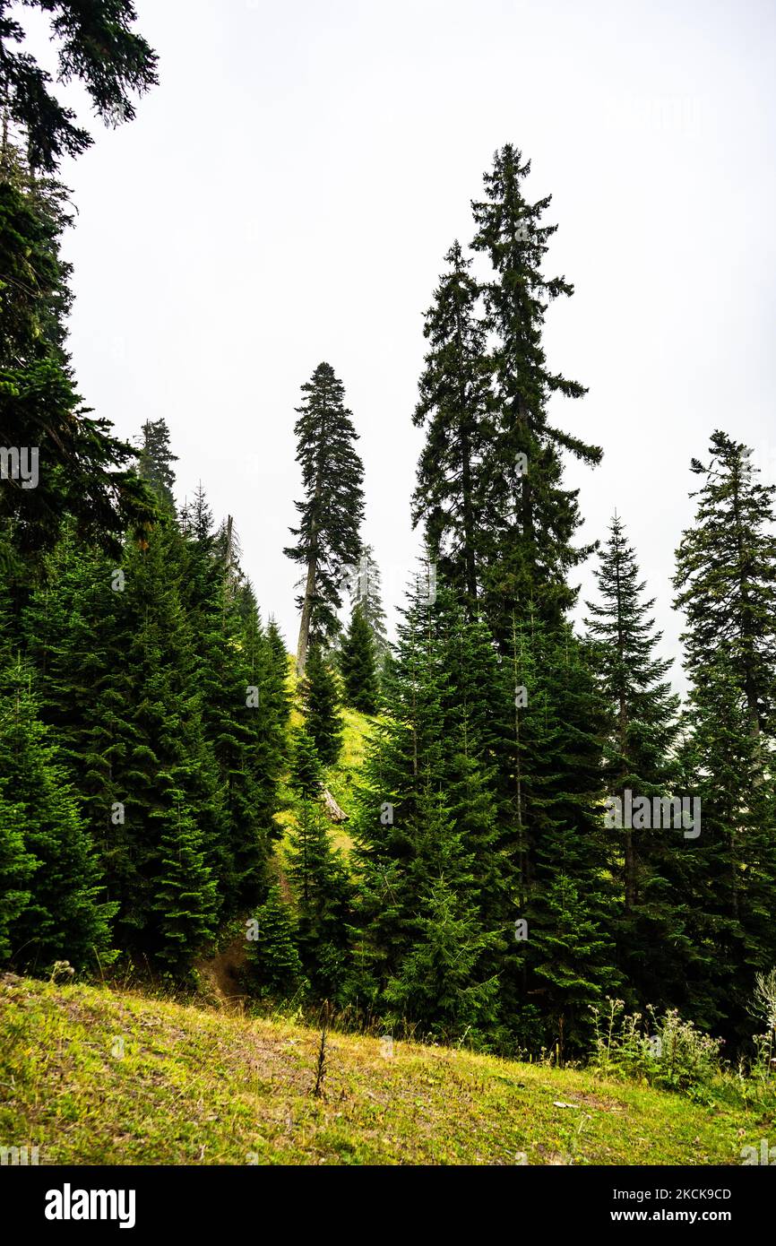 Green slopes covered with fir trees in Georgia in summer day Stock ...
