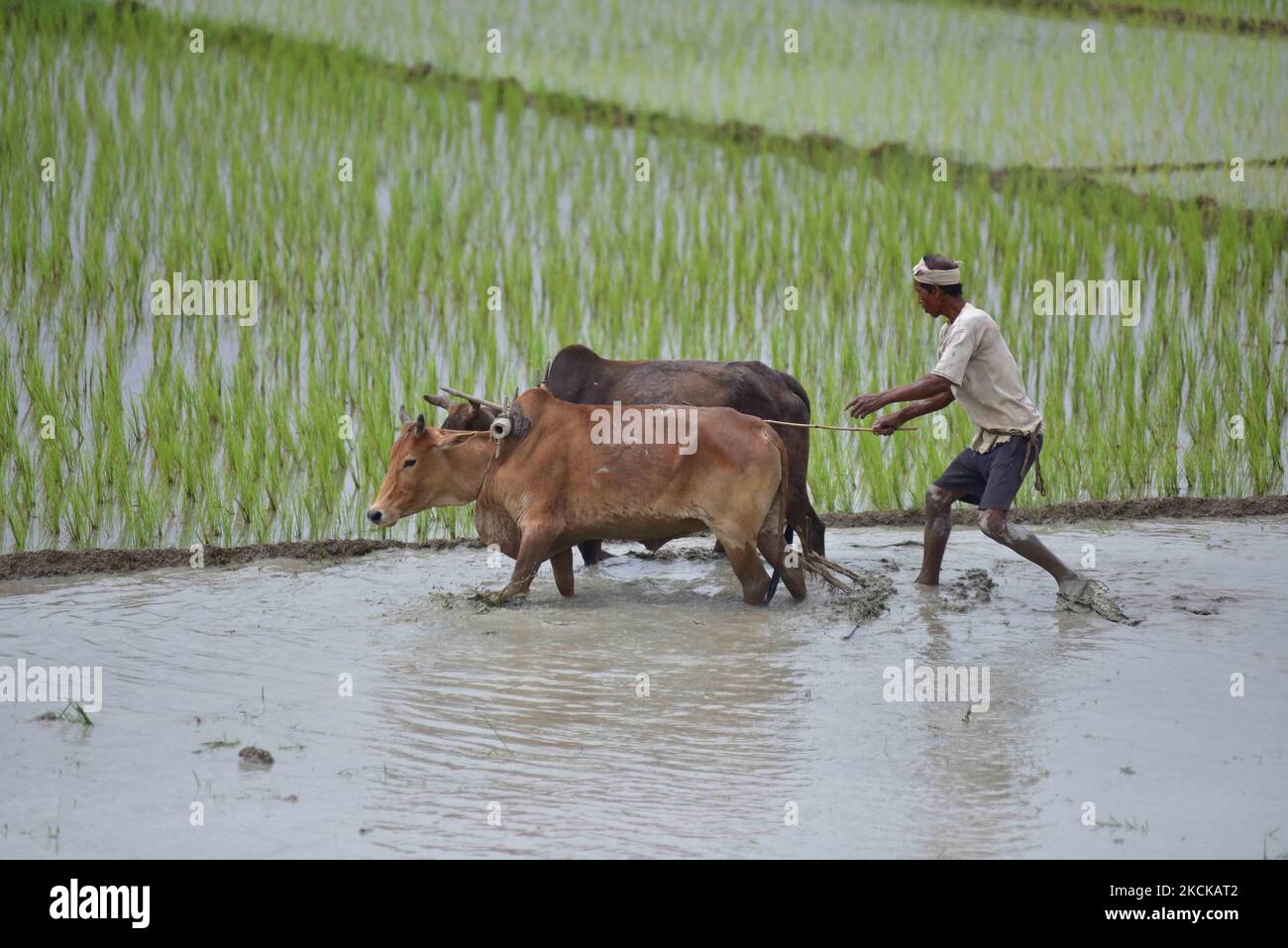 Assam paddy fields hi-res stock photography and images - Alamy
