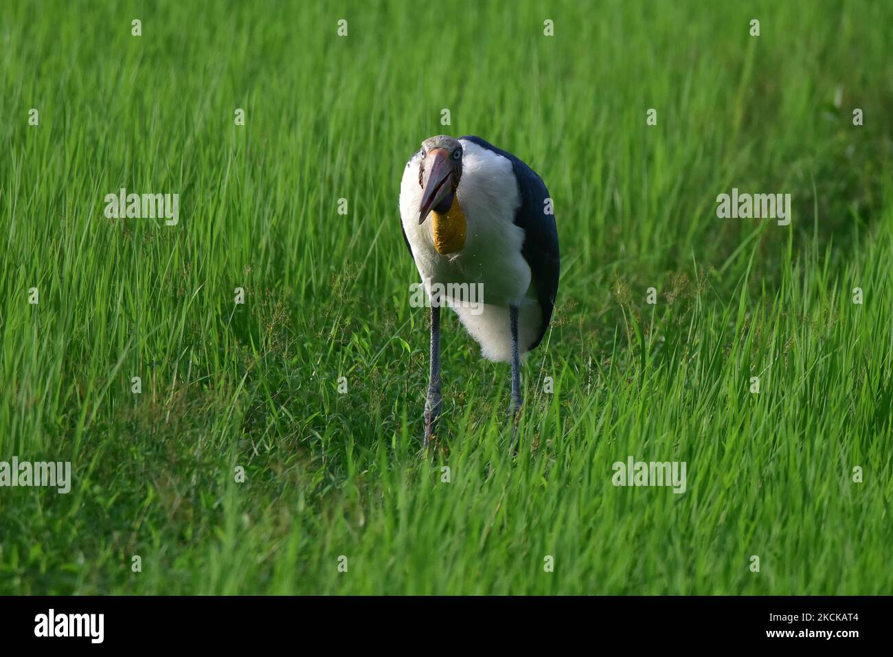 An adjutant stork search food in a paddy field in Nagaon district of ...