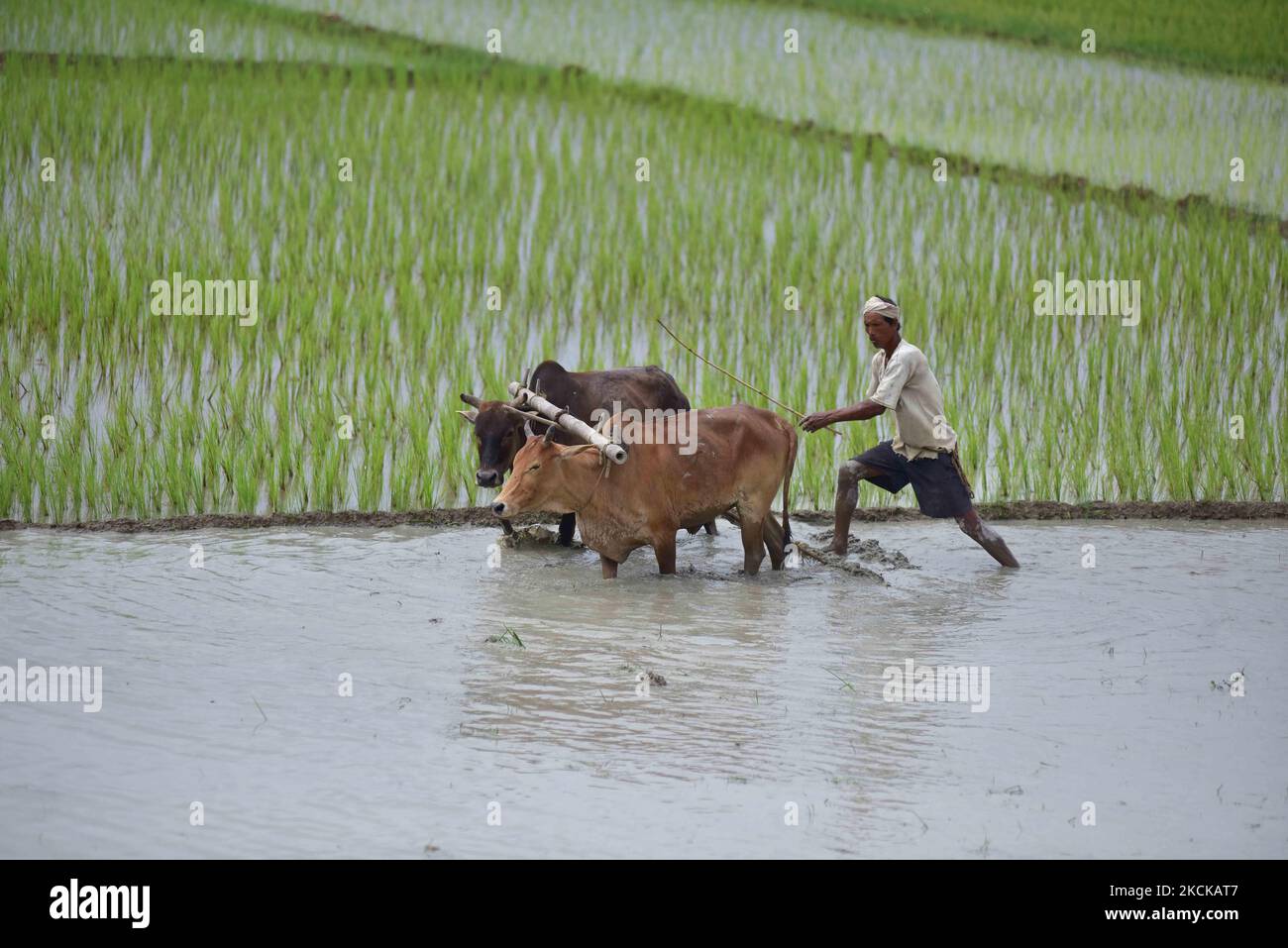 A farmer ploughs paddy fields for rice planting at a village in Nagaon ...
