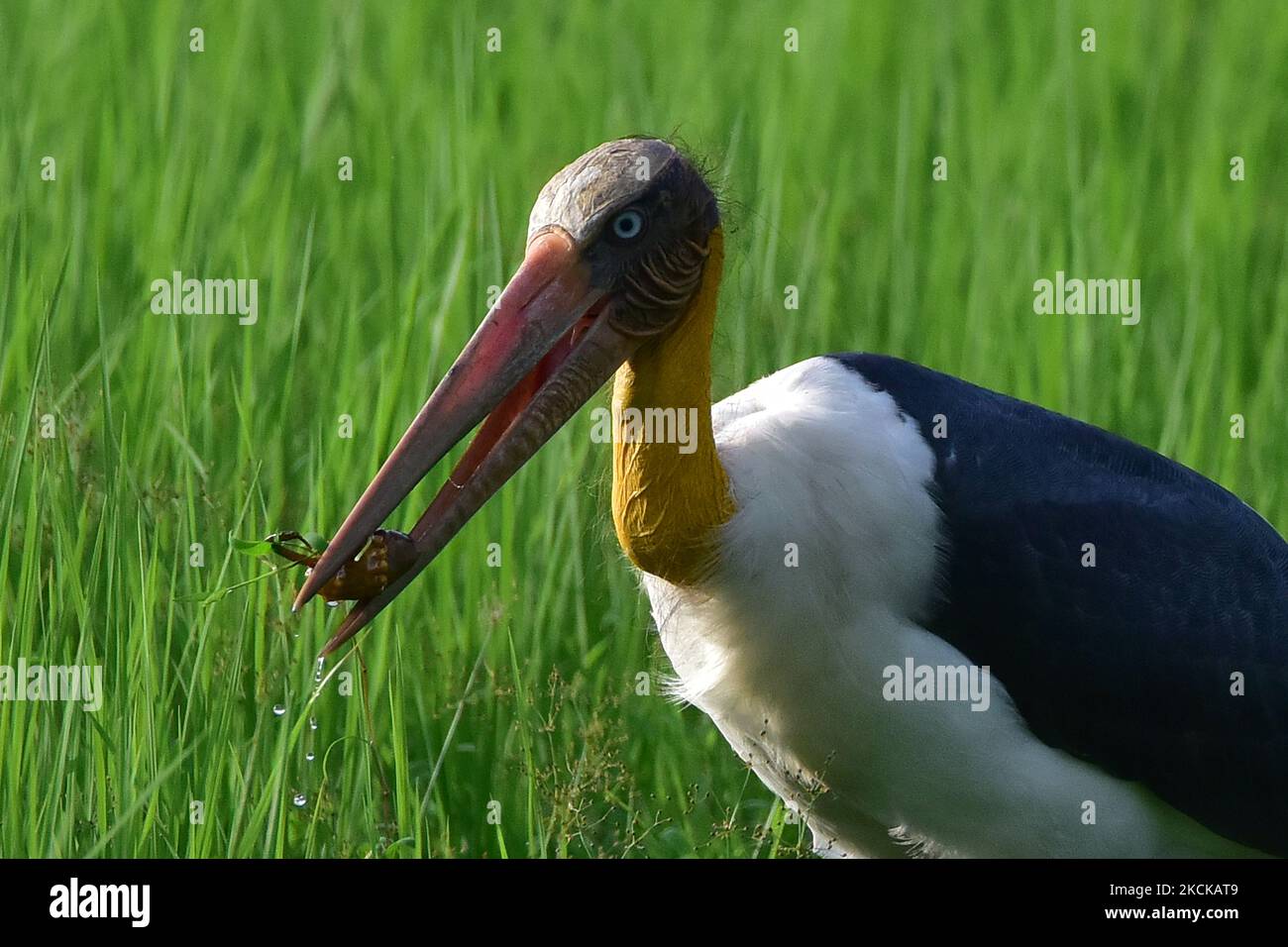 An adjutant stork seen eating a crab in a paddy field in Nagaon ...