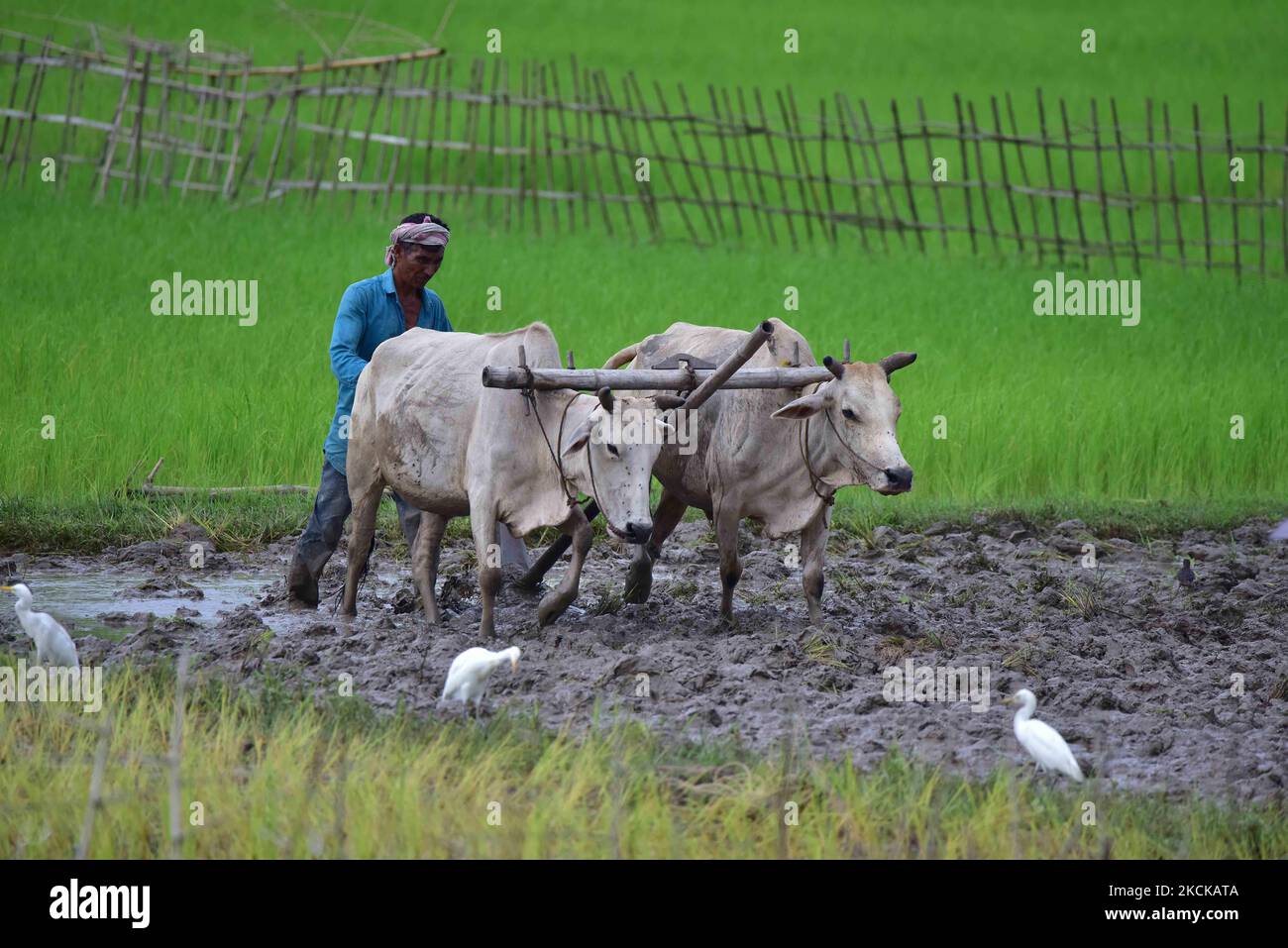 A farmer ploughs paddy fields for rice planting at a village in Nagaon ...
