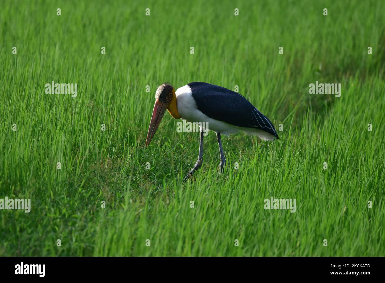 An adjutant stork search food in a paddy field in Nagaon district of ...