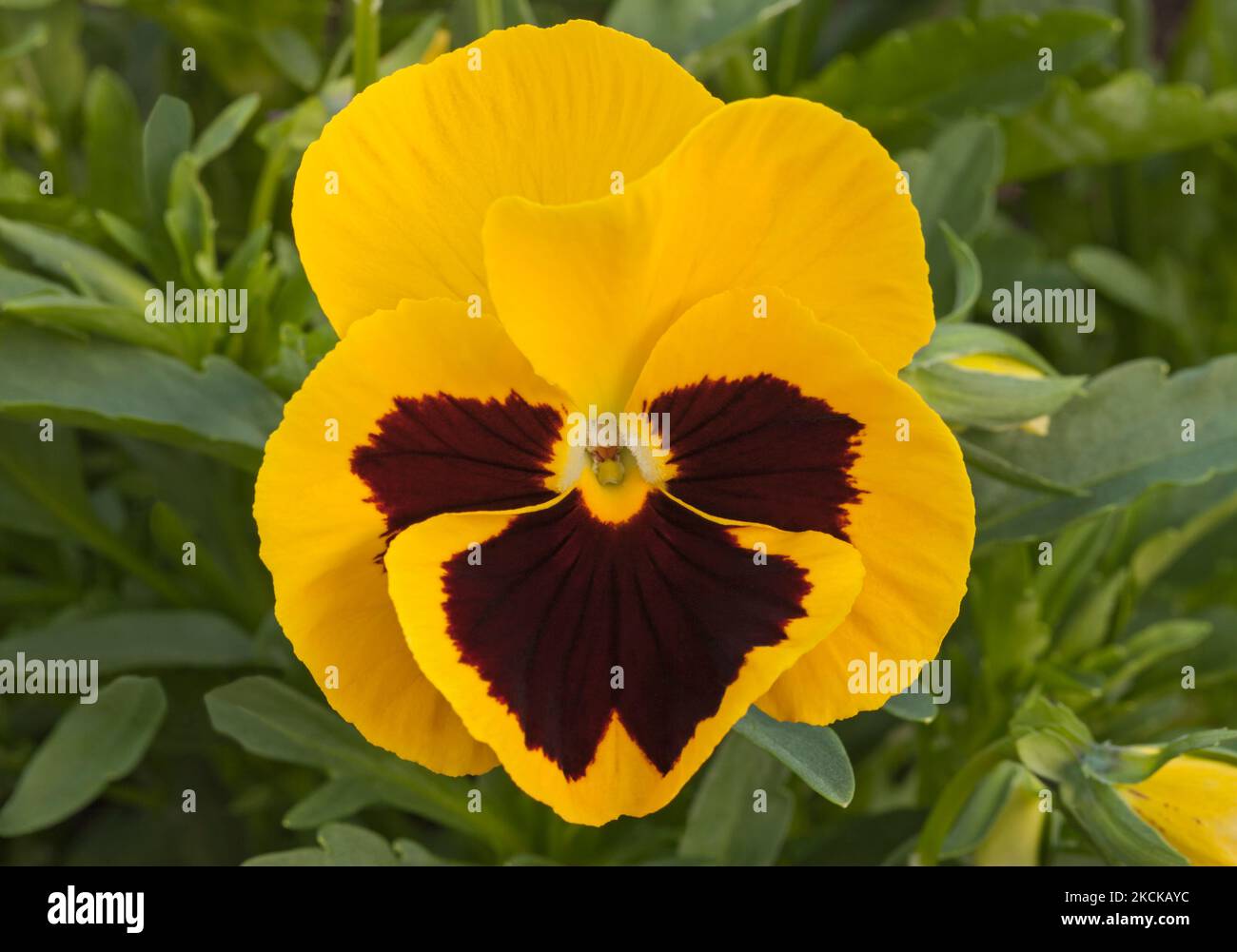 Pansy "Yellow Blotch Stock Photo - Alamy