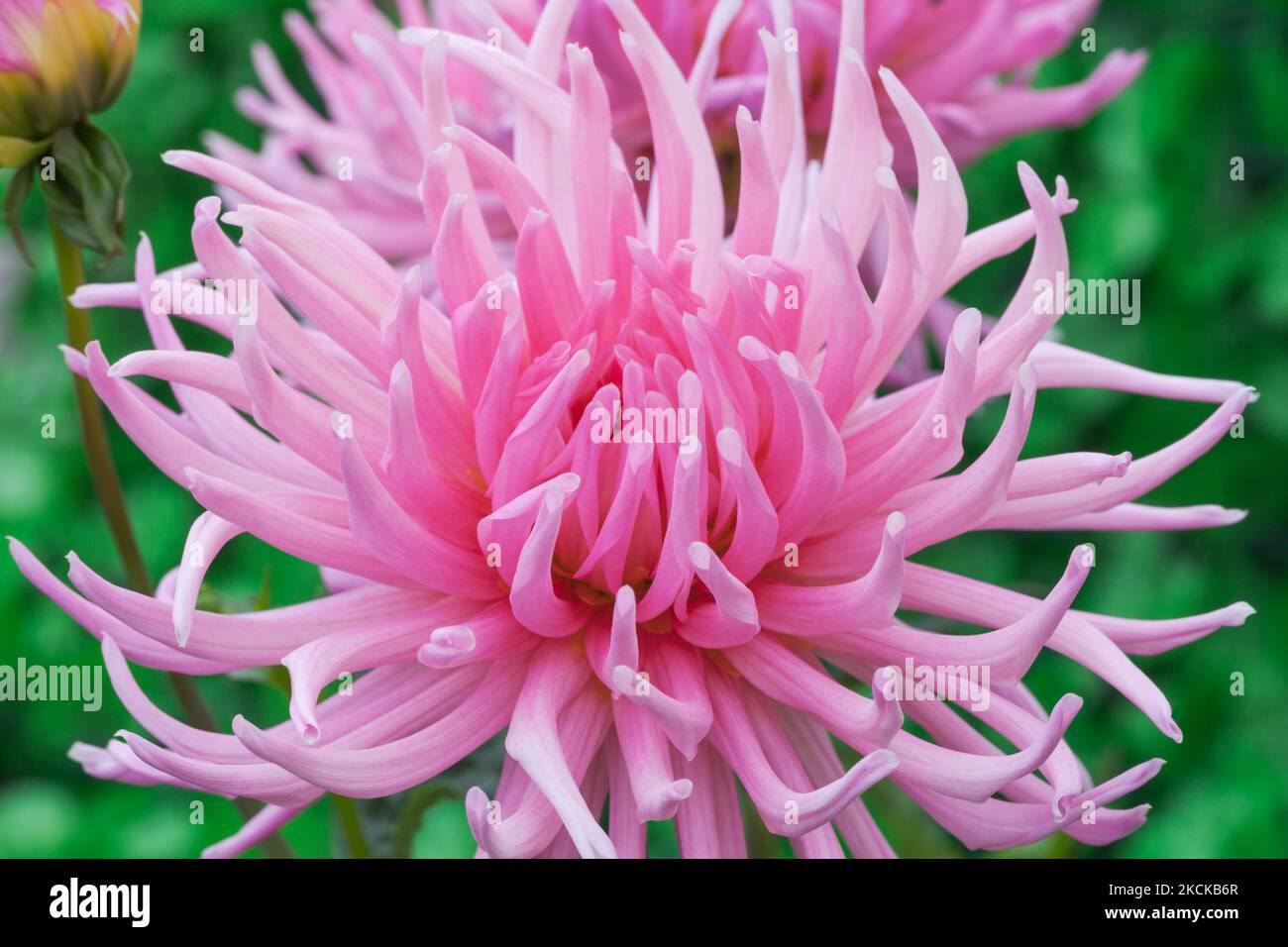 Dahlia "Park Princess Stock Photo - Alamy