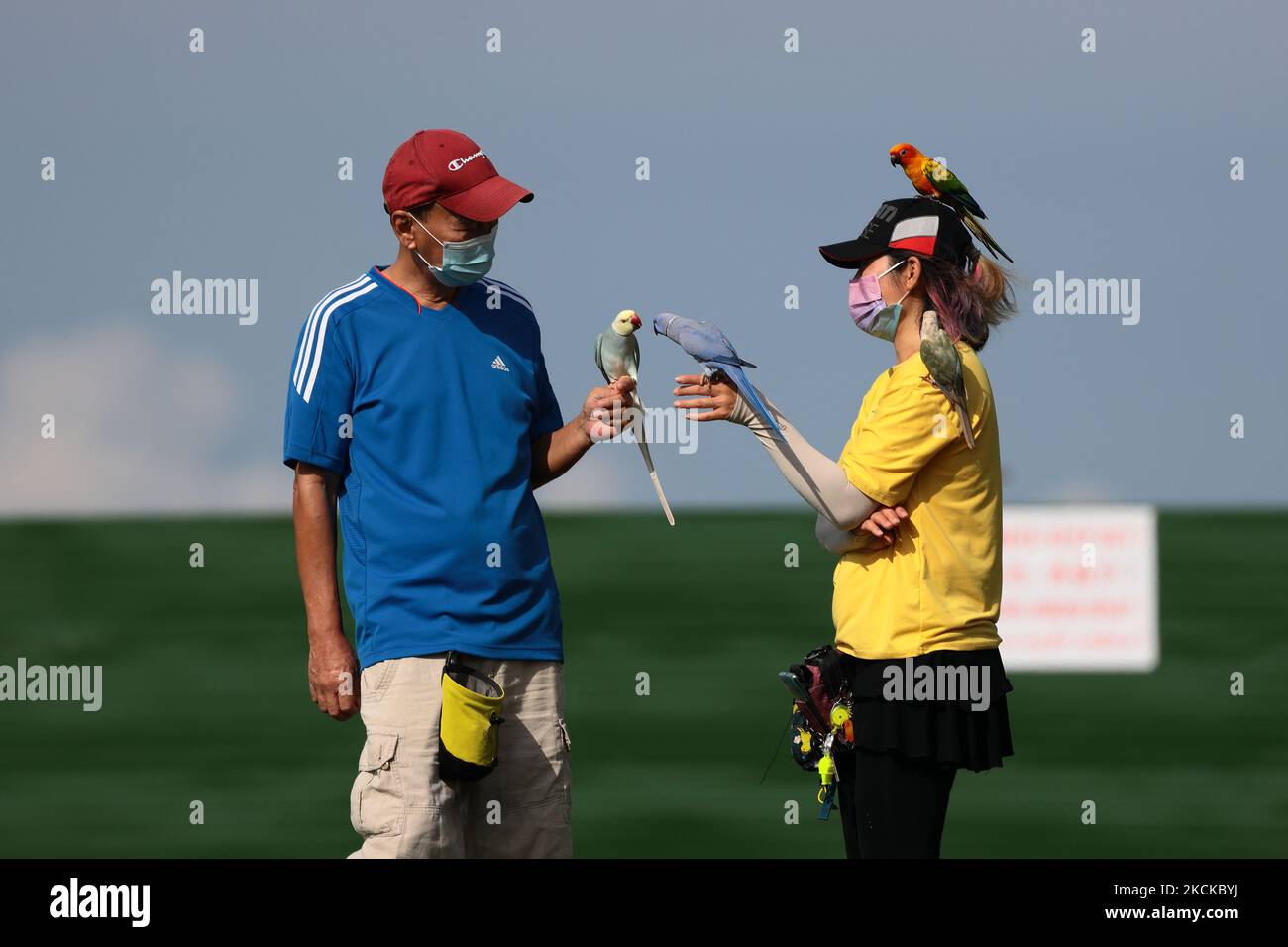 People wearing protective mask interact with the Indian Ringneck ...