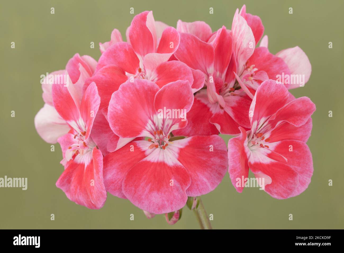Geranium "Moonlight Vinetta", Pelargonium Stock Photo - Alamy