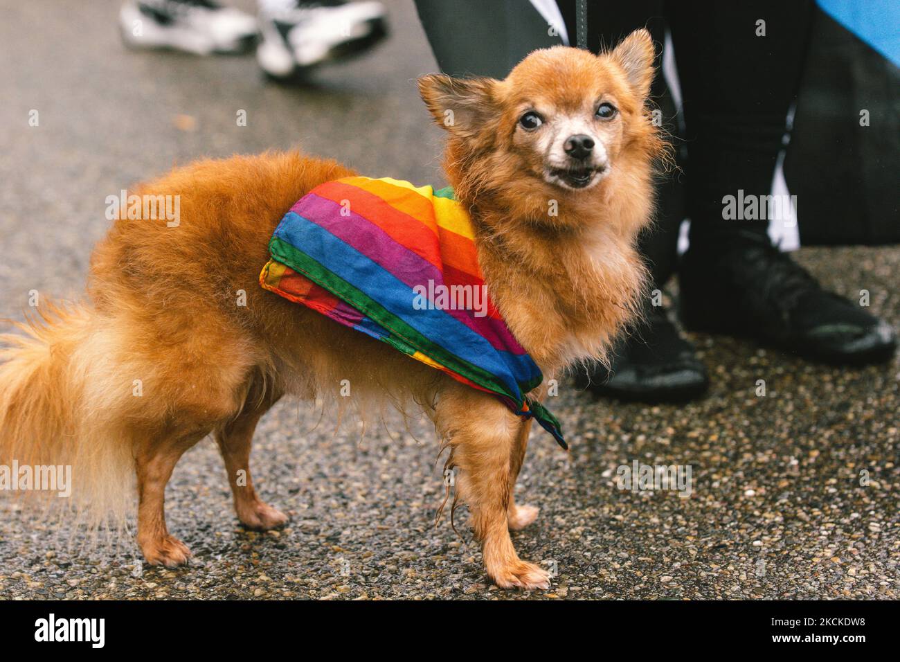 a dog with rainbow scarf is seen during the annual Christopher street ...