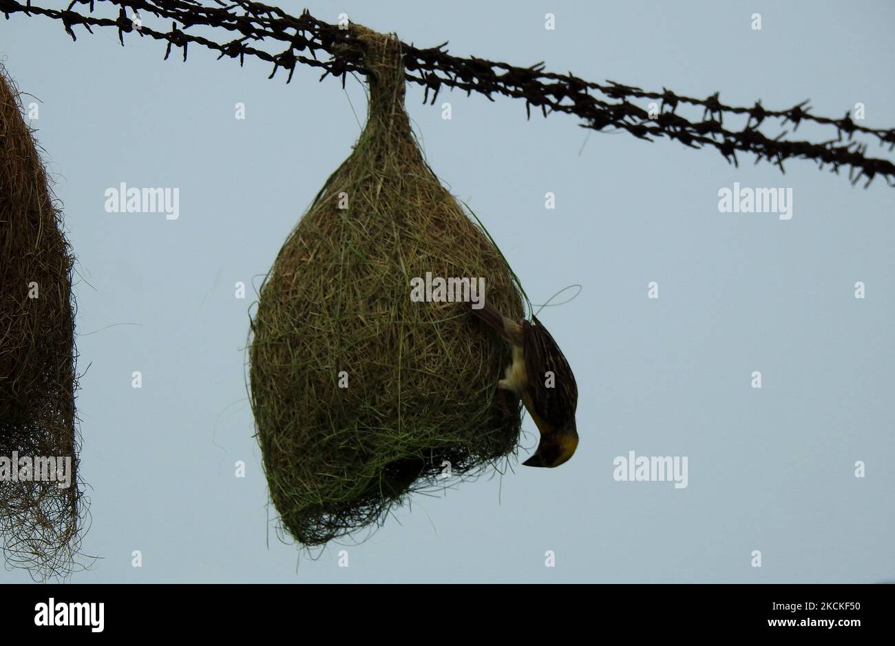 Weaver bird nests are seen at an iron fencing wire of a high tension ...