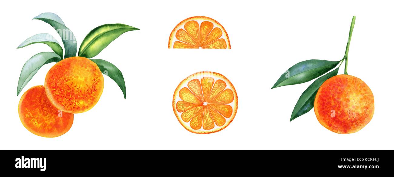 Oranges on a branch and slices set of watercolor illustrations. Hand ...