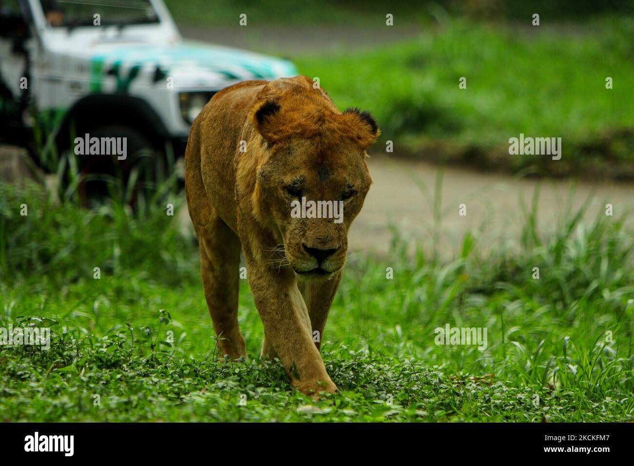 A Lion seen at the Safari Park zoo in Bogor, West Java, Indonesia on ...
