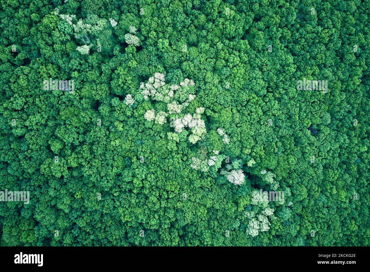 Top down flat aerial view of dark lush forest with blooming green trees canopies in spring Stock ...
