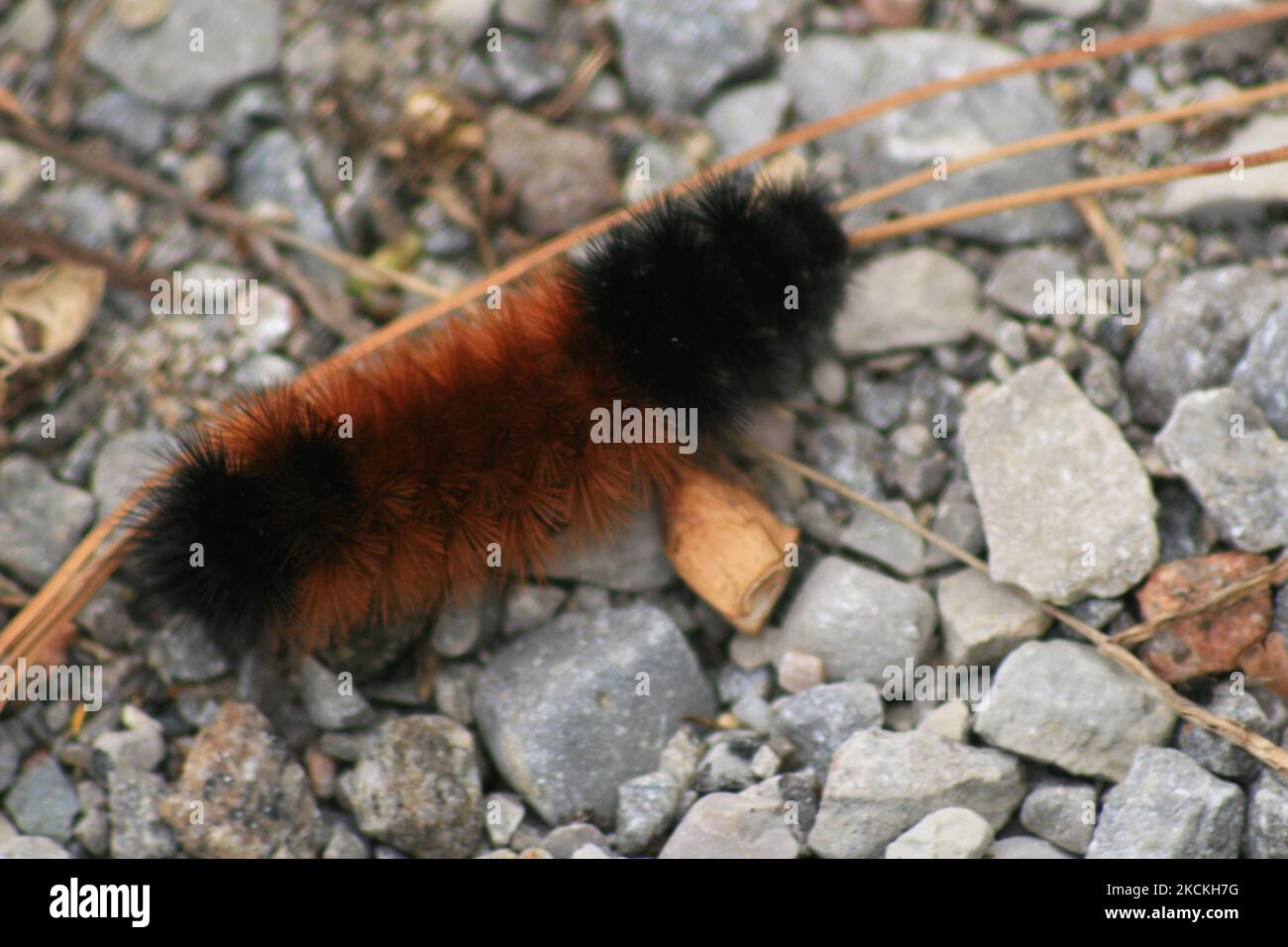 Anteater Silky Woolly Bear Caterpillar