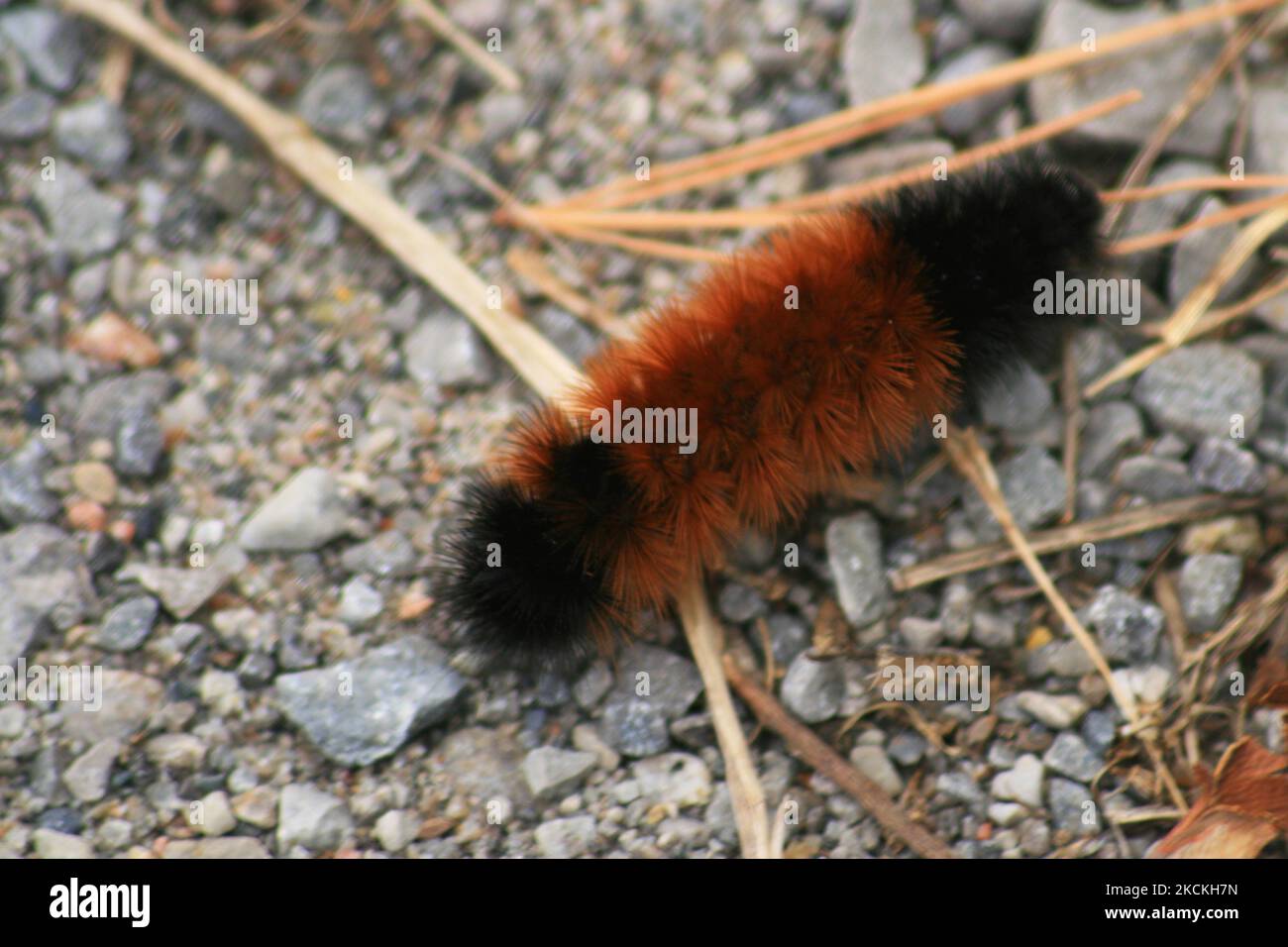 Anteater Silky Woolly Bear Caterpillar