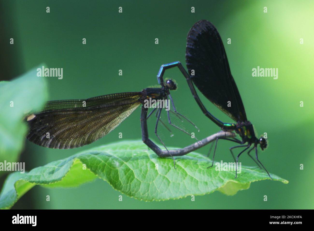 Landscape format damselflies mating hi-res stock photography and images ...