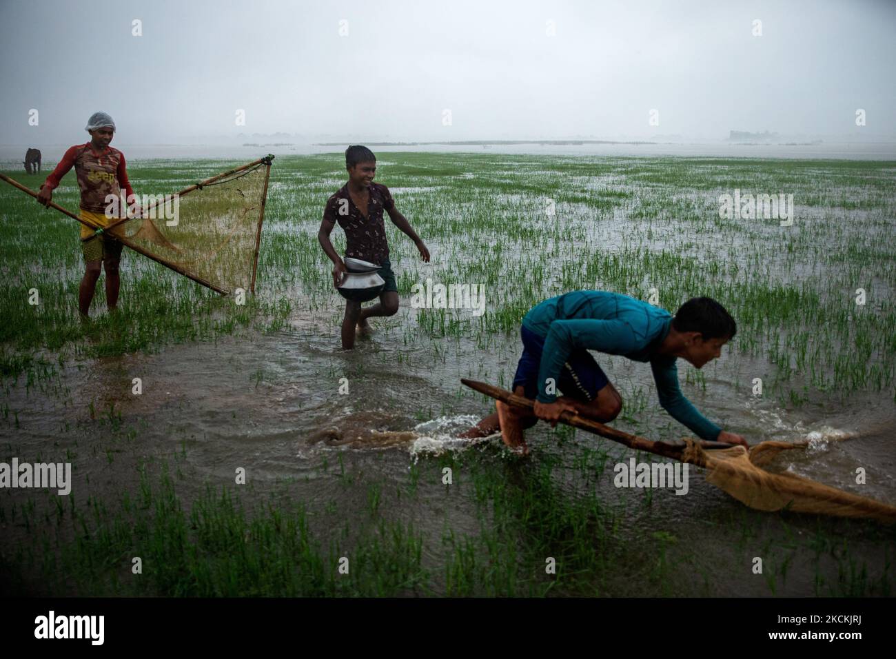 Local boys catch fish with traditional fishing net during heavy rain in ...