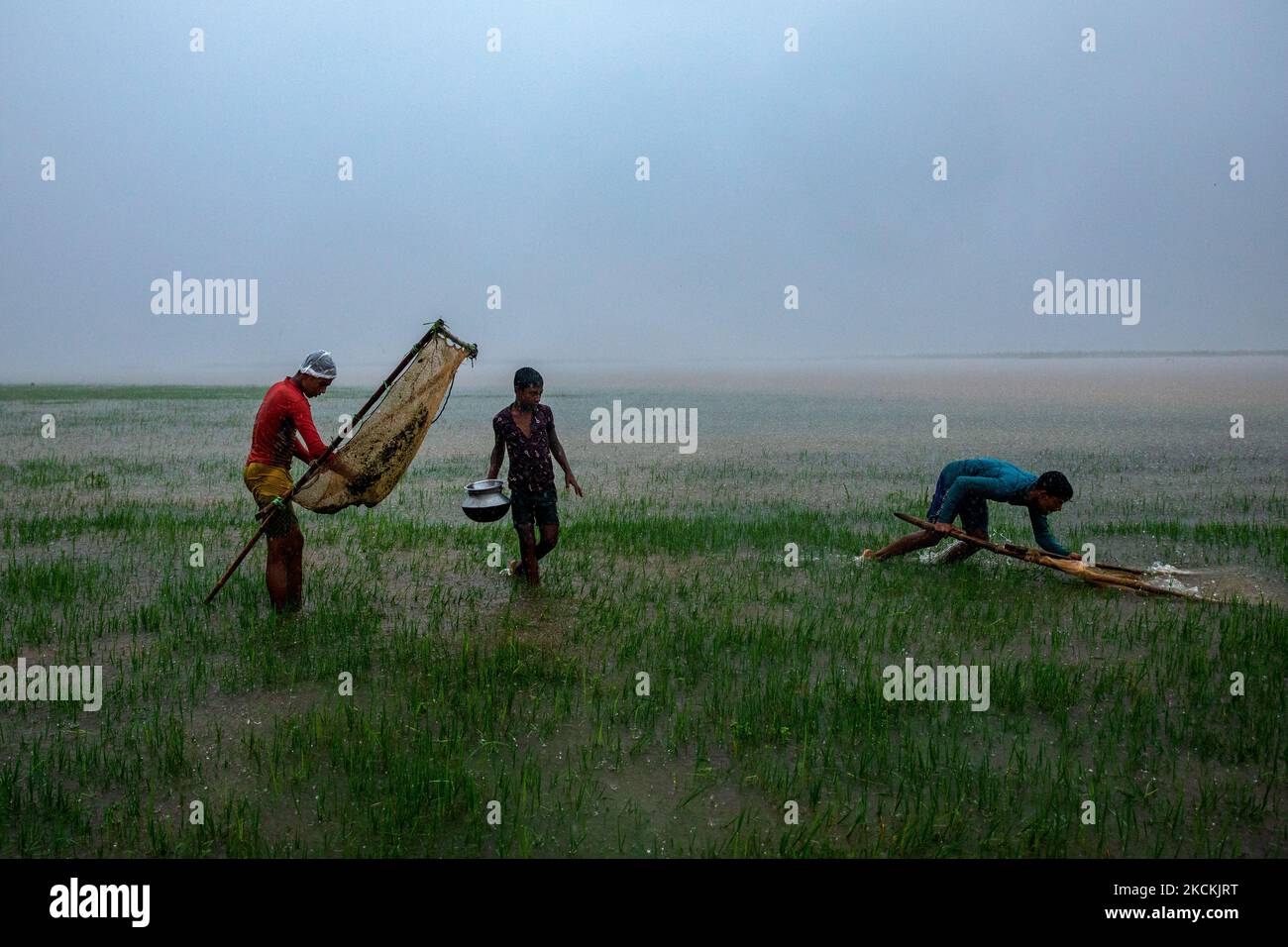 Local boys catch fish with traditional fishing net during heavy rain in ...