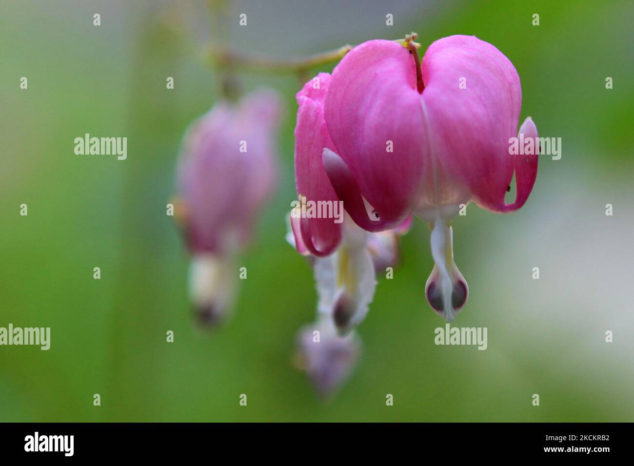 Asian bleeding-heart (Lamprocapnos spectabilis) flowers growing in ...