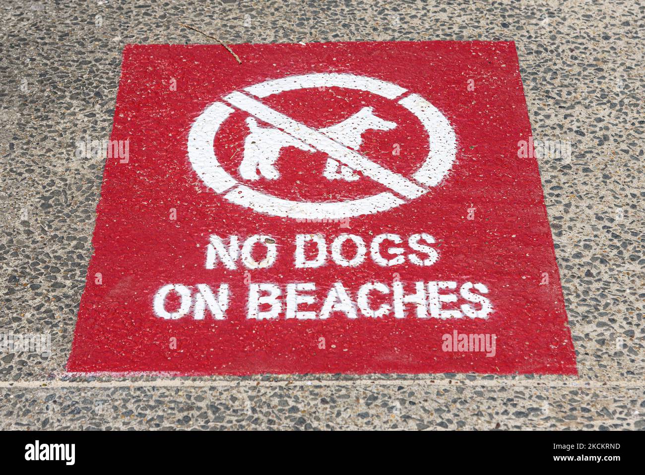 A painted no dogs on beaches sign on the pavement at Double Bay Beach ...