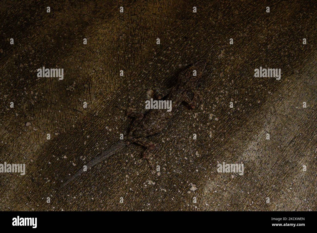 Indo pacific house gecko hi-res stock photography and images - Alamy