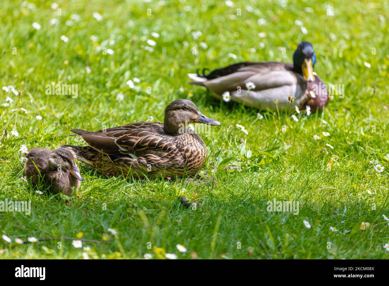 baby goose on the green meadow in spring Stock Photo - Alamy