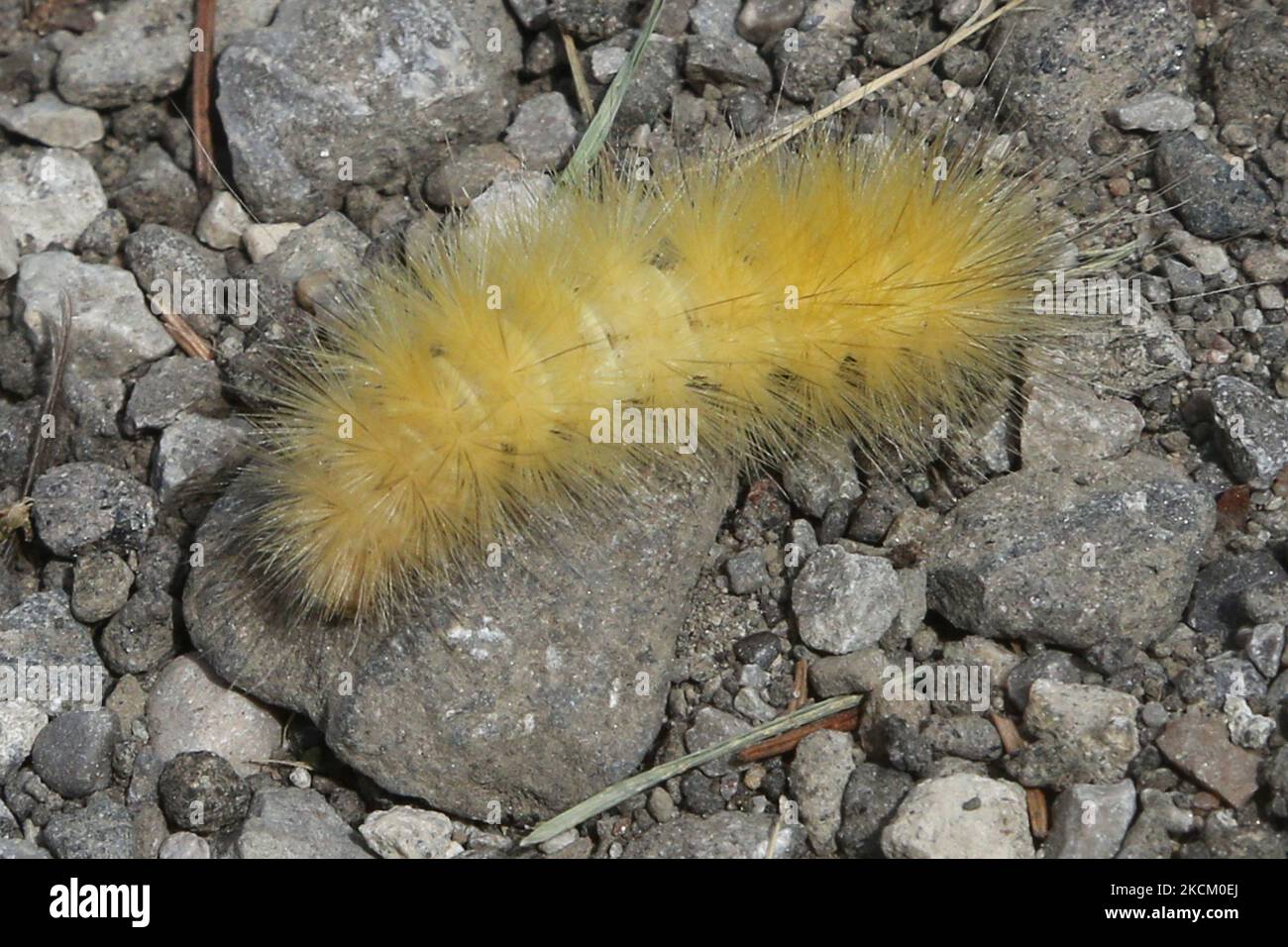 Virginian Tiger Moth Caterpillar Poisonous