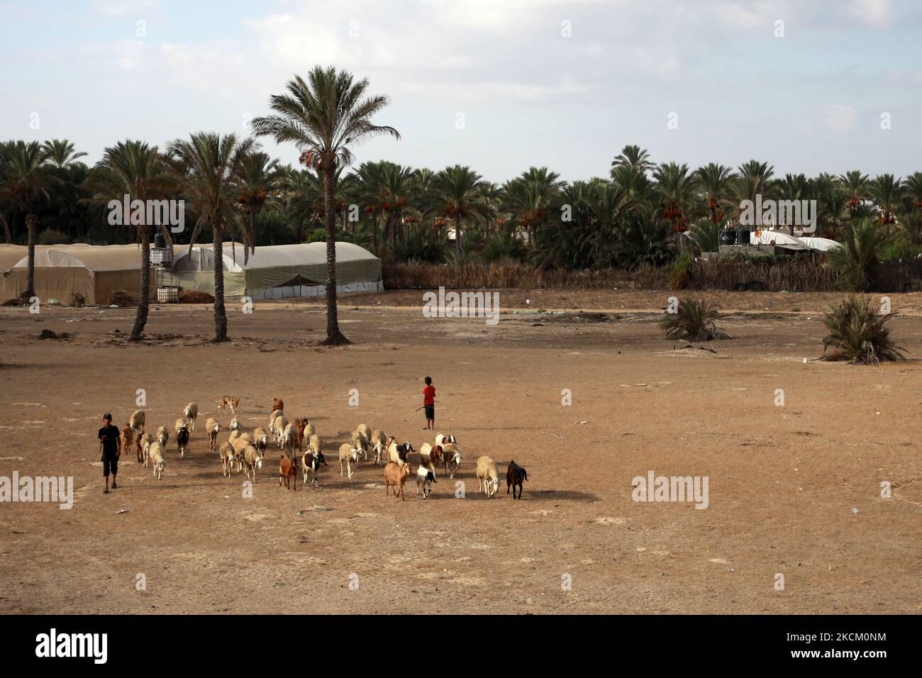 Palestinian bedouin shepherd hi-res stock photography and images - Alamy