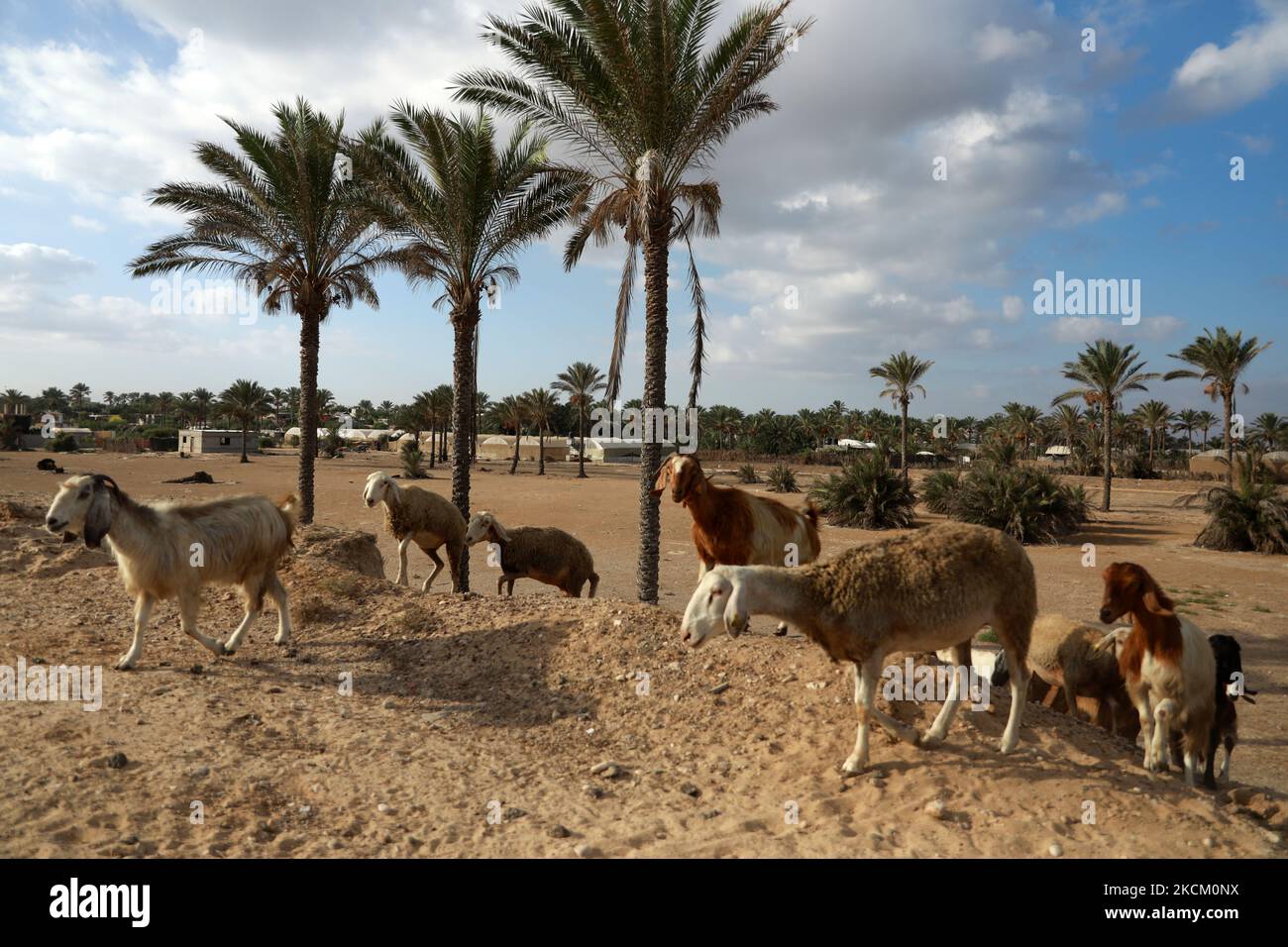 A Palestinian bedouin shepherd herds his sheep in Khan Yunis, southern ...
