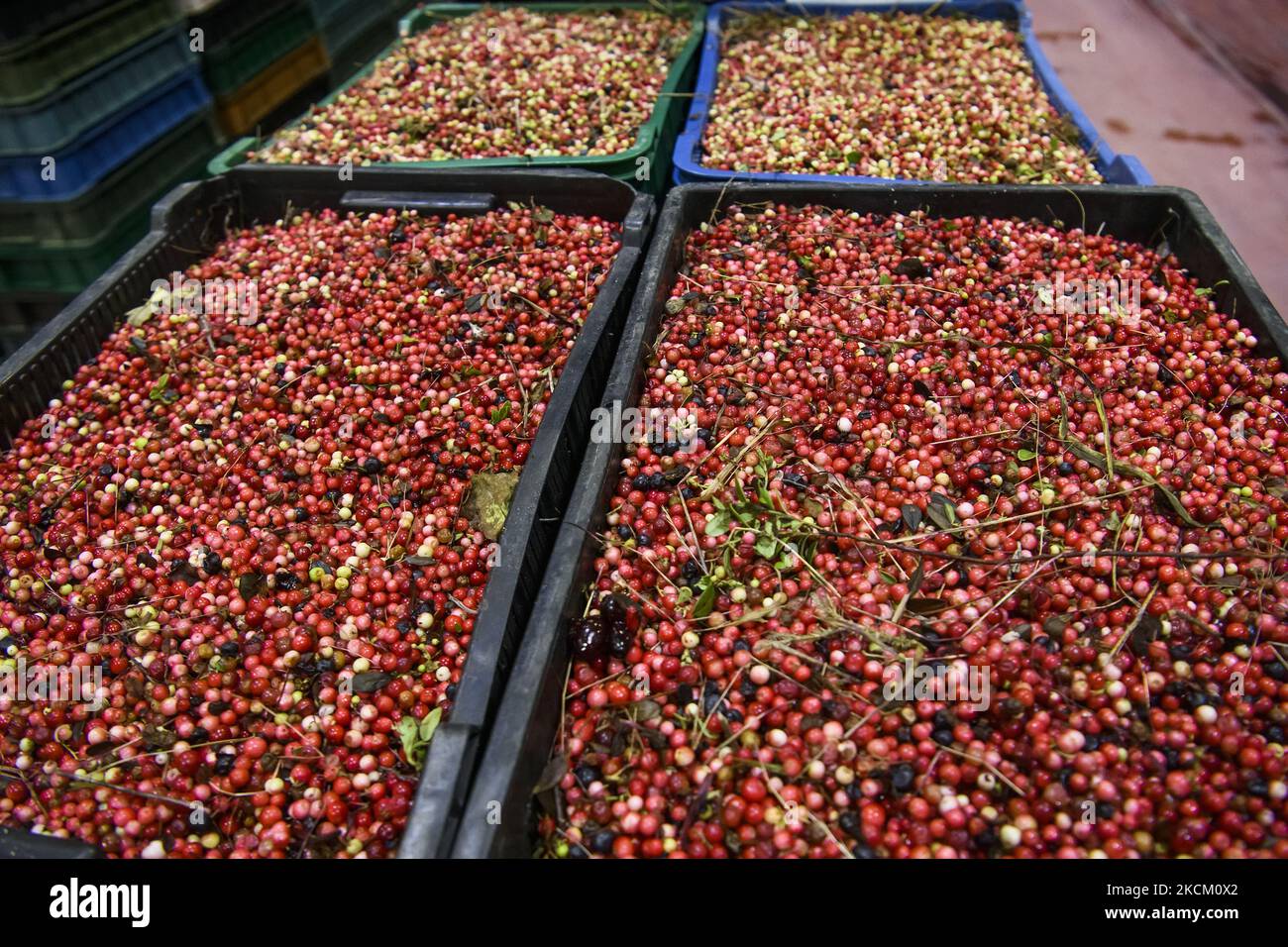Boxes with cranberries at a company that specializes in growing ...