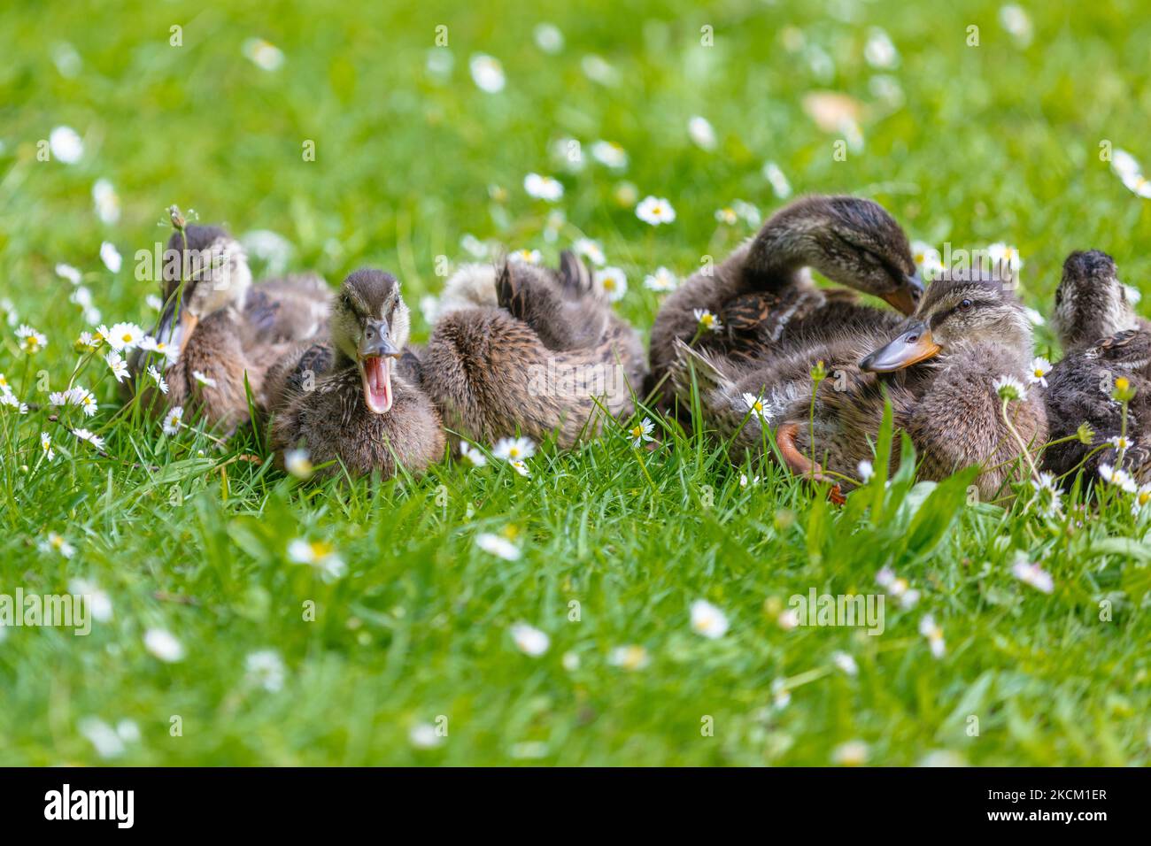 baby goose on the green meadow in spring Stock Photo - Alamy