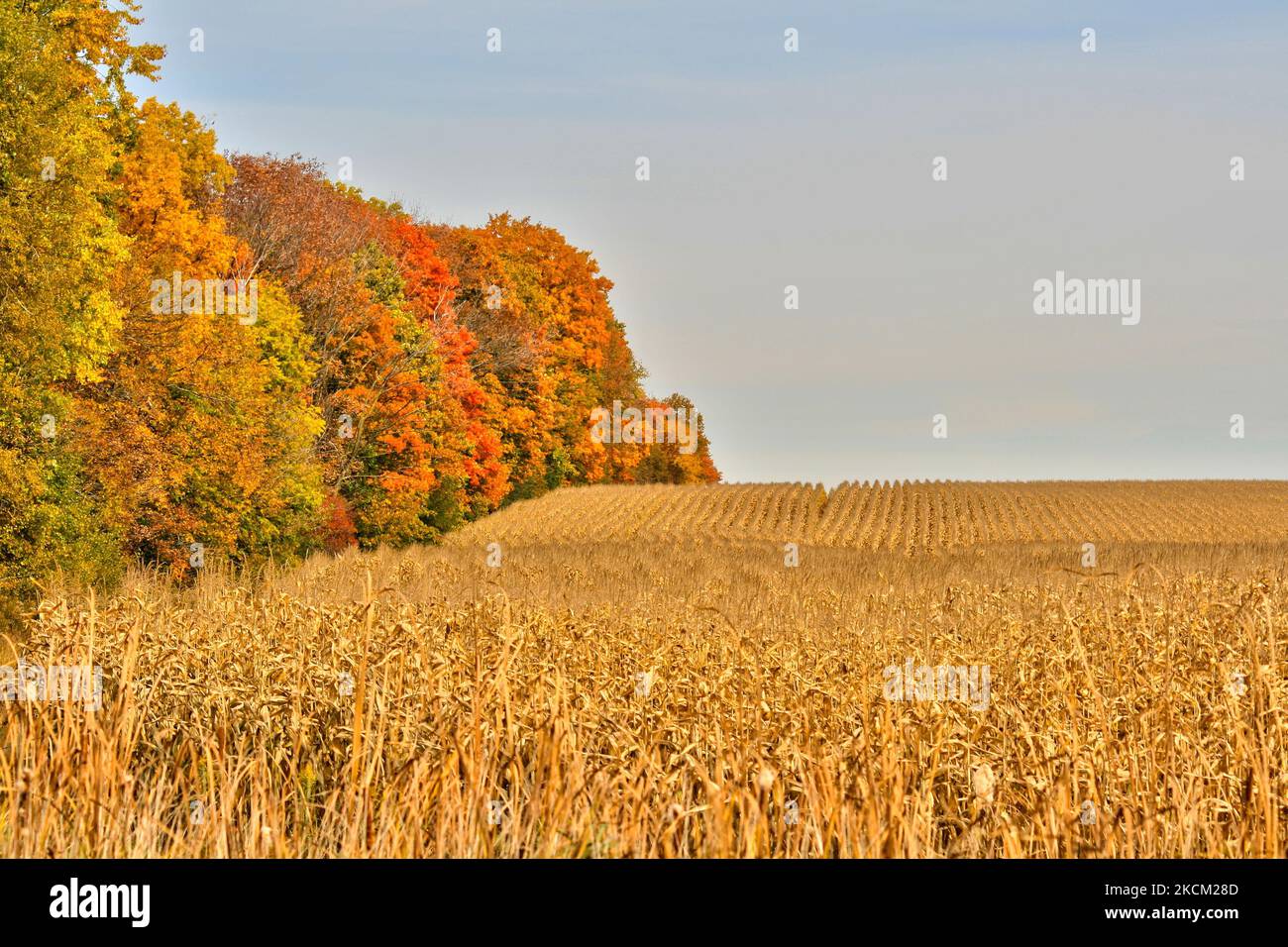 Cornfield by colourful trees during the Autumn season in Markham ...