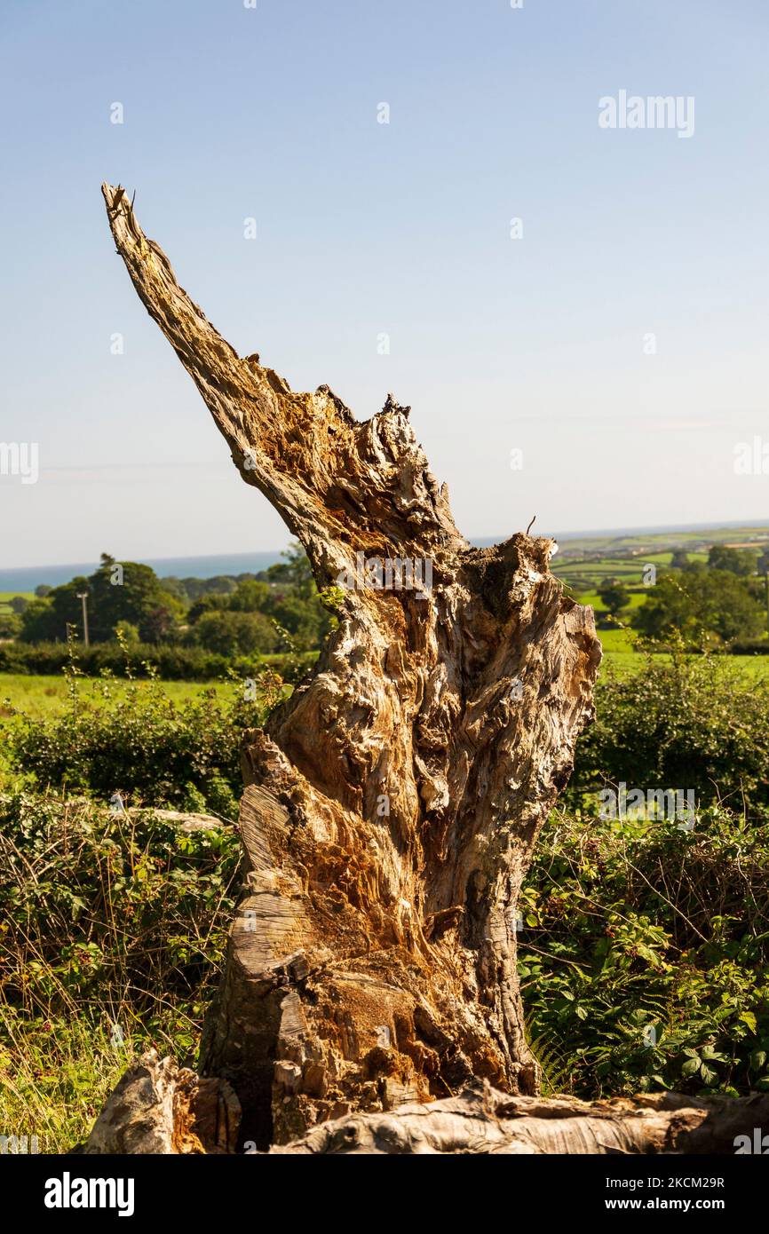 Tree stump rotted into a strange shape in Castleward County Down ...