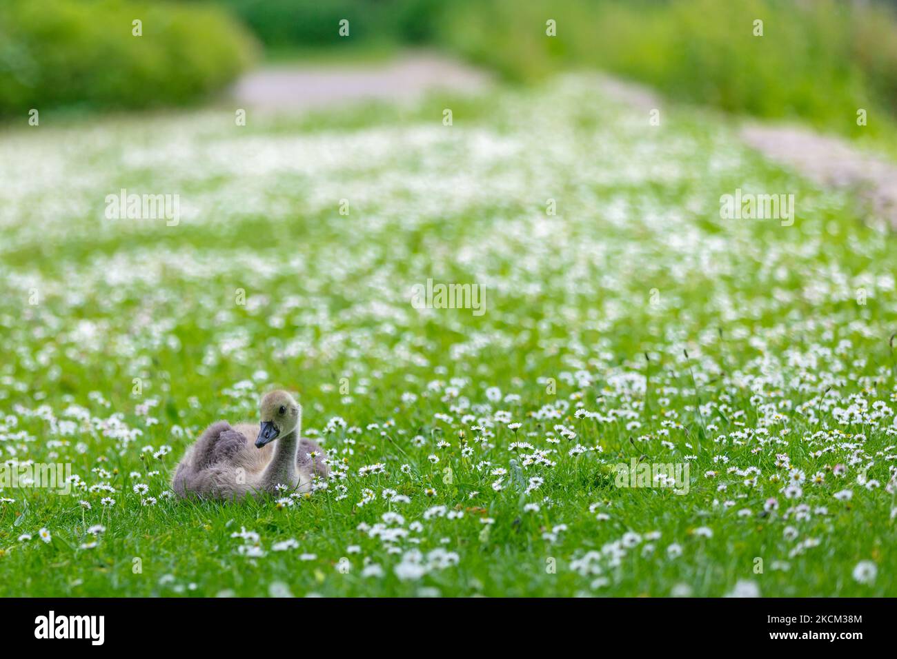 baby goose on the green meadow in spring Stock Photo - Alamy