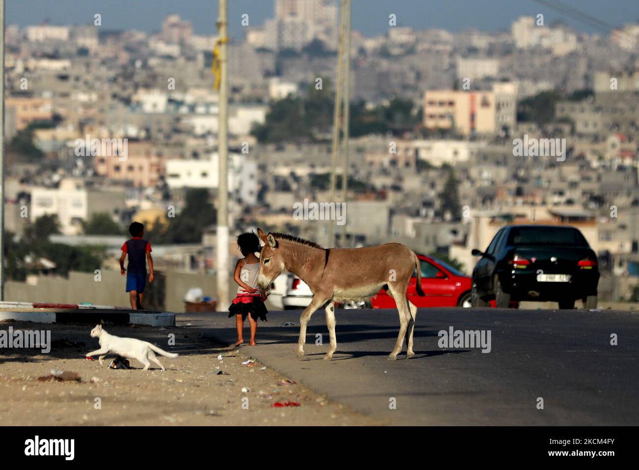 A donkey is seen in the street, in Beit Lahia northern Gaza Strip, on ...
