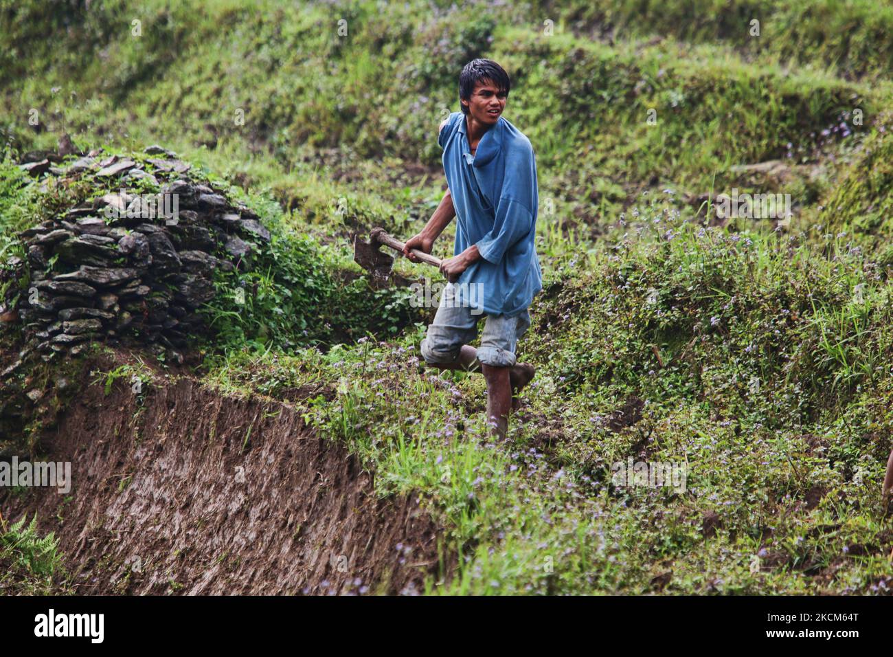Youth prepare rice terraces before planting rice saplings in a rice ...