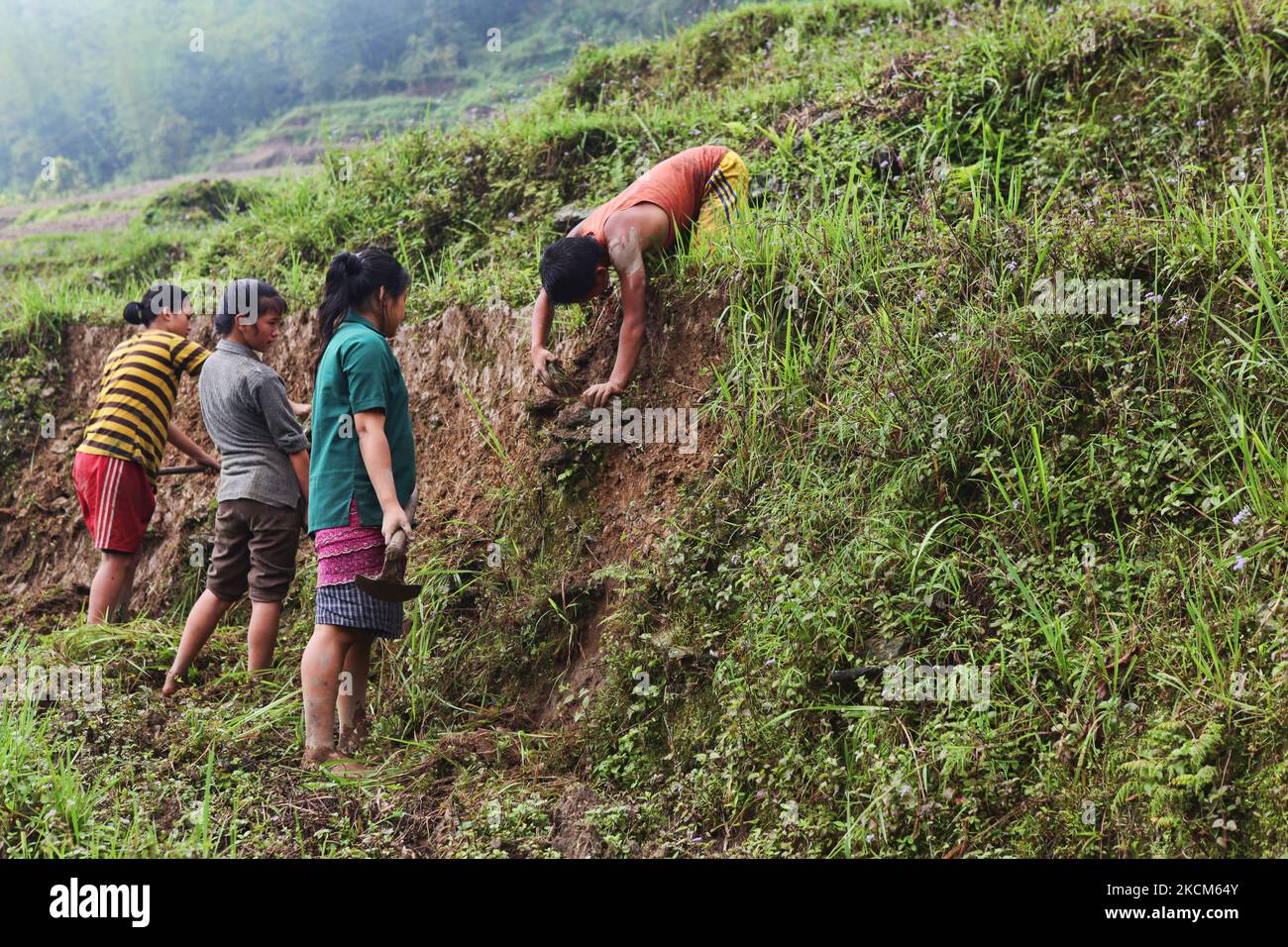 Youth prepare rice terraces before planting rice saplings in a rice ...