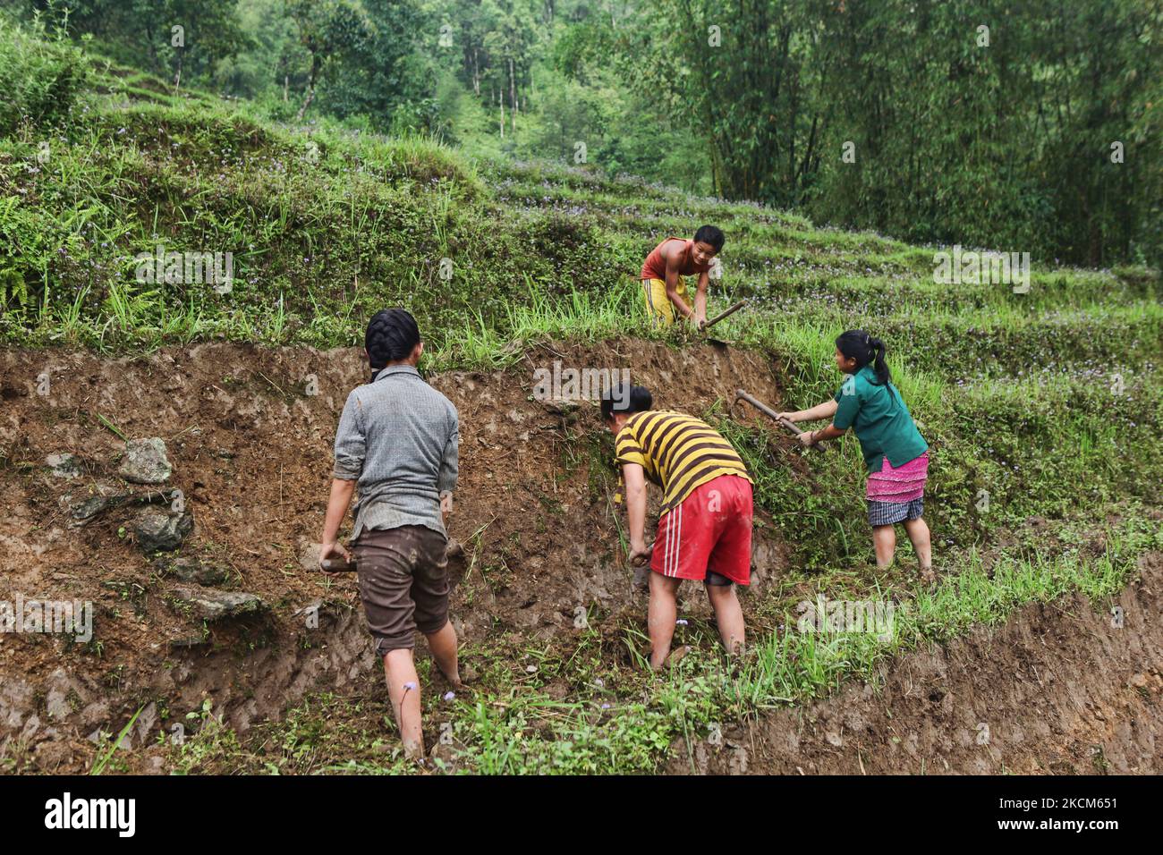 Youth prepare rice terraces before planting rice saplings in a rice ...