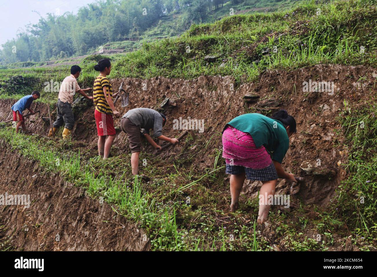 Youth prepare rice terraces before planting rice saplings in a rice ...