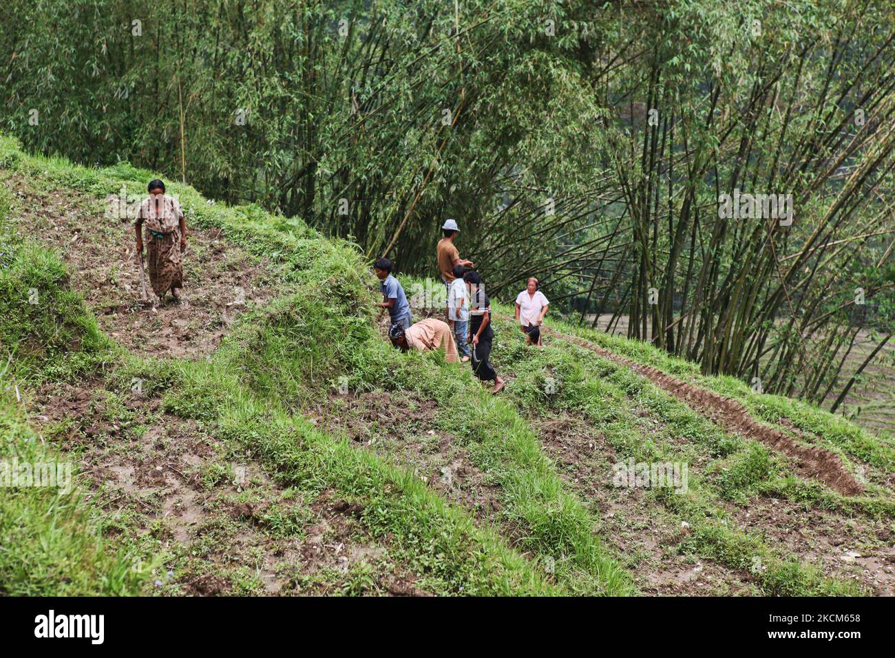 Farmers prepare rice terraces before planting rice saplings in a rice ...