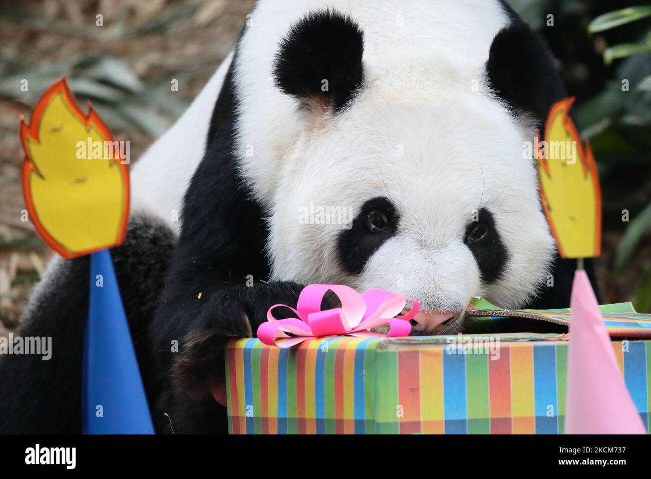 Giant panda Kai Kai checks out his presents during his new male cub ...