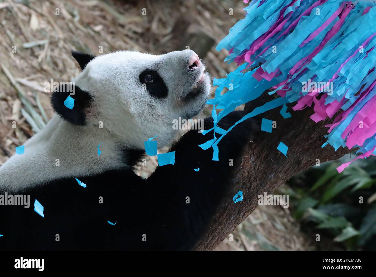 Giant panda Kai Kai climbs a tree to open his presents during his new ...